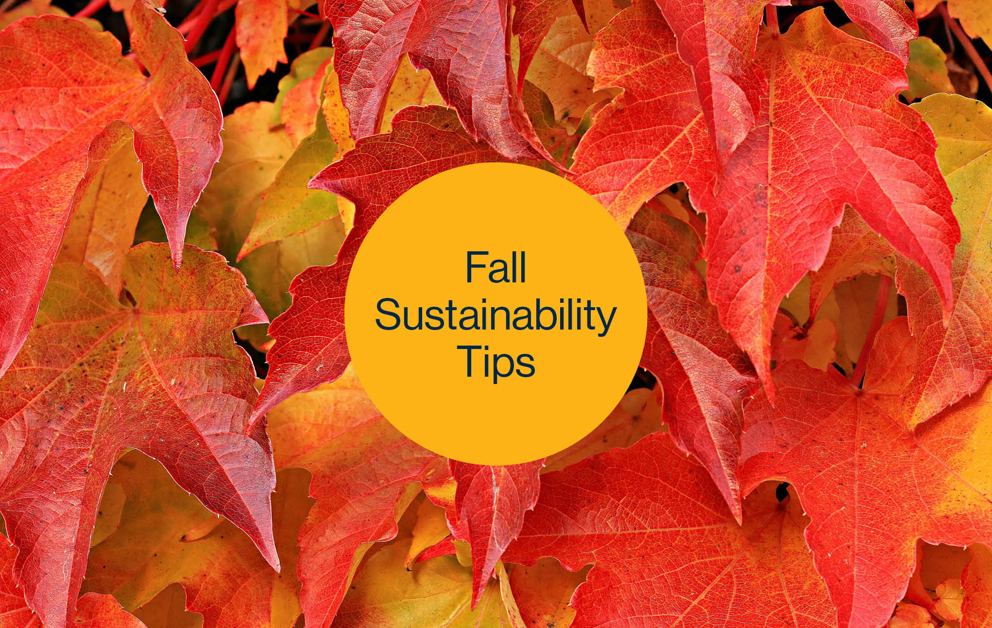 Fall into Action: Simple Tips for a More Sustainable Season